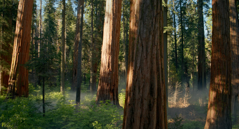 Quinta beta do macOS Sequoia 15 introduz novo wallpaper dinâmico ...